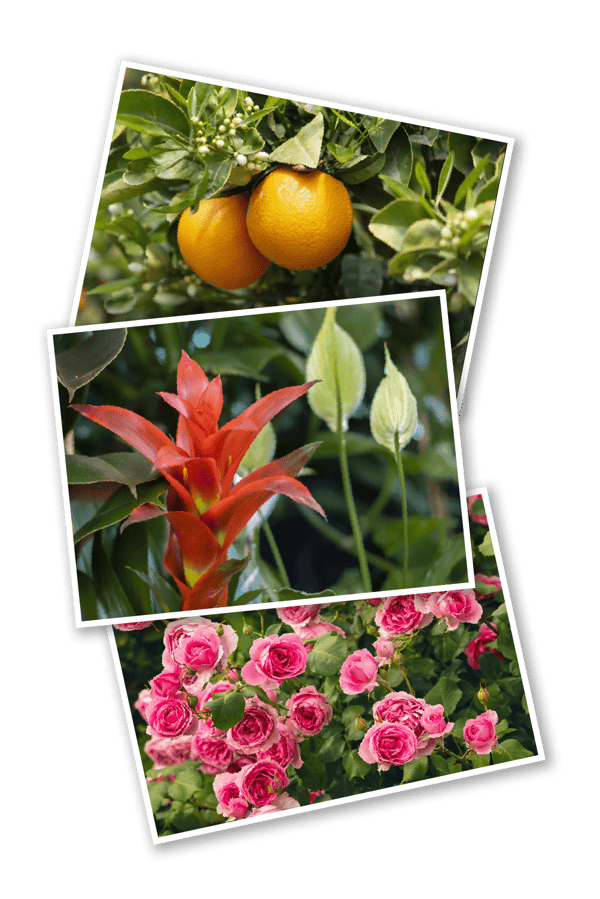 Get To Know Coco Pro