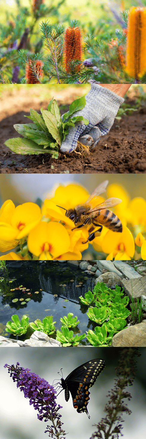 Top 10 Ways to Increase Garden Biodiversity