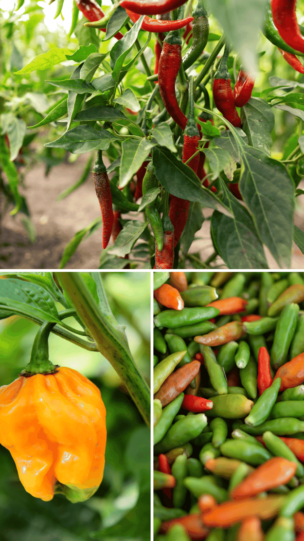 Plant Profile: Chilli