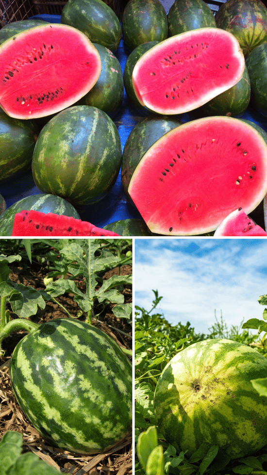 Plant Profile: Watermelon
