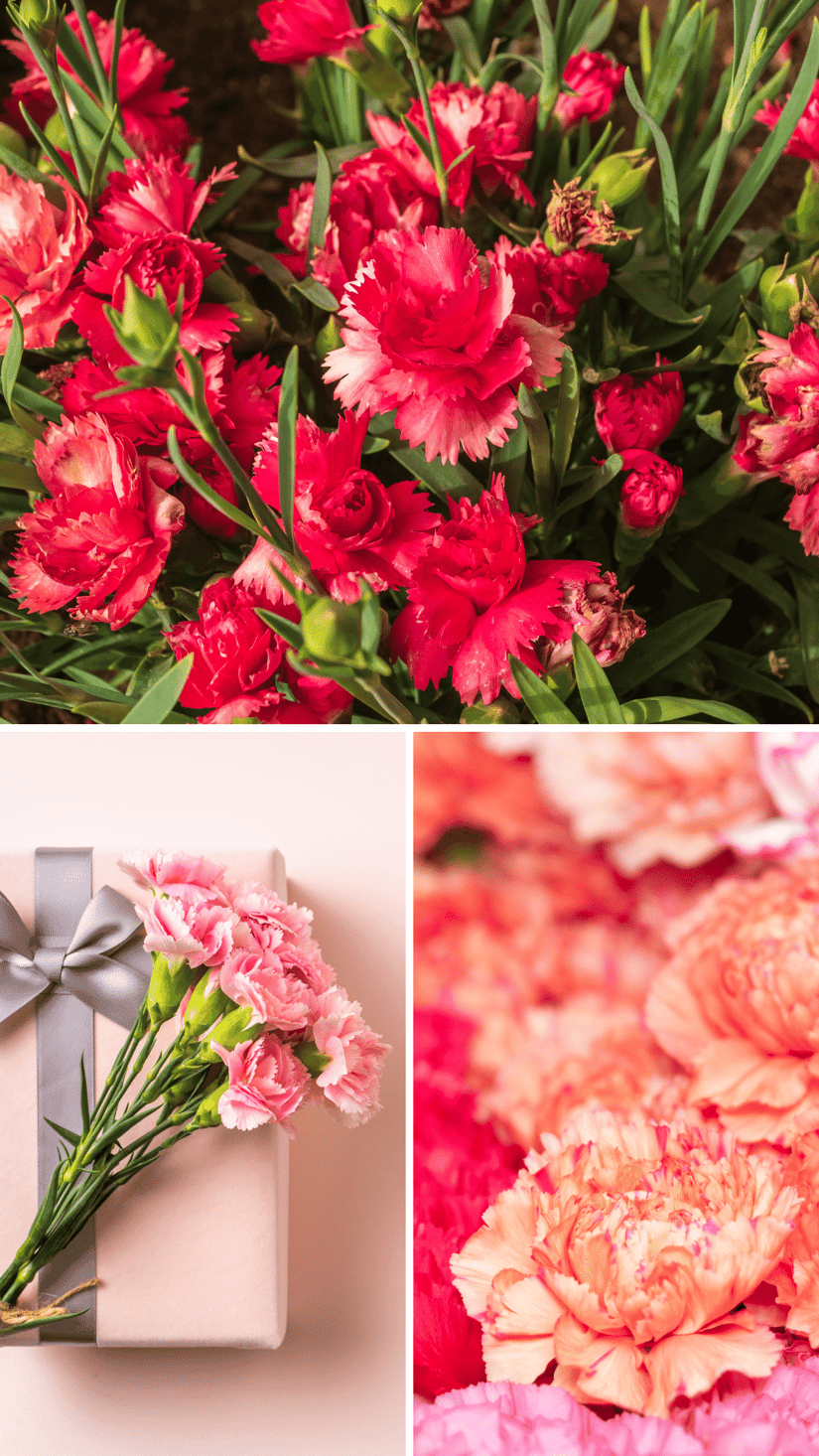 Plant Profile: Carnation