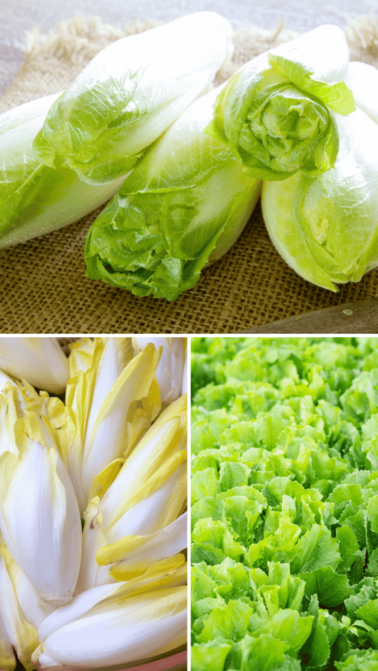 Plant Profile: Endive