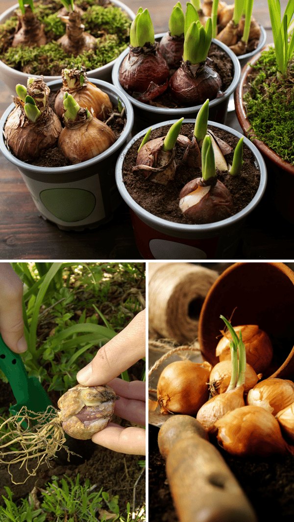 Planting Bulbs
