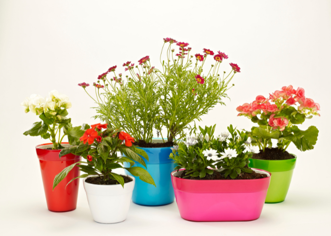 Pops of Colour for Pots and Gardens