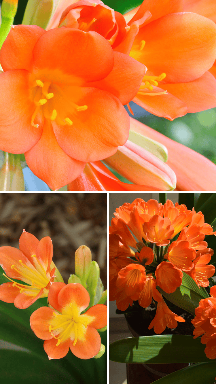 Plant Profile: Clivia (clivia miniata)