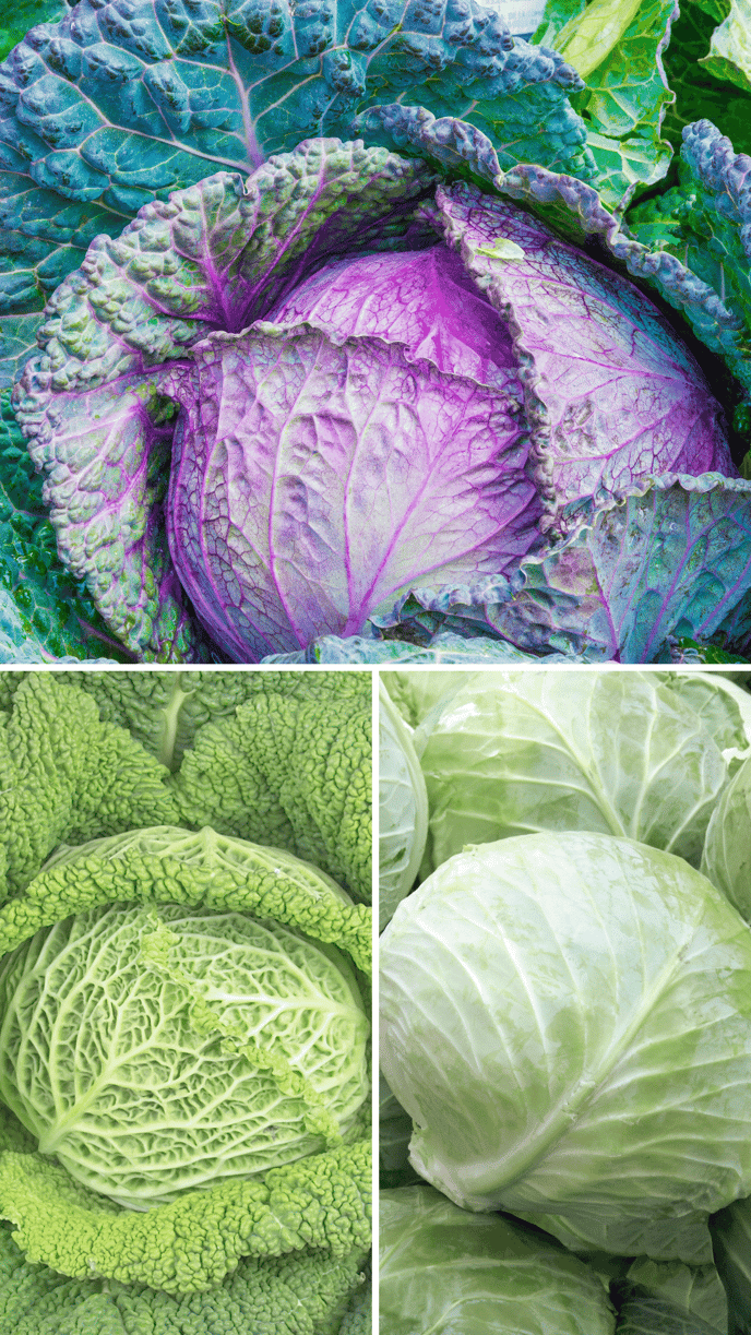 Plant Profile: Cabbage