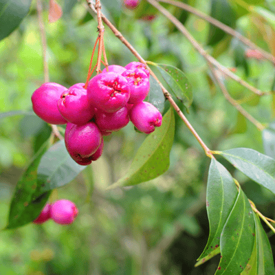 Bush Tucker Fruit